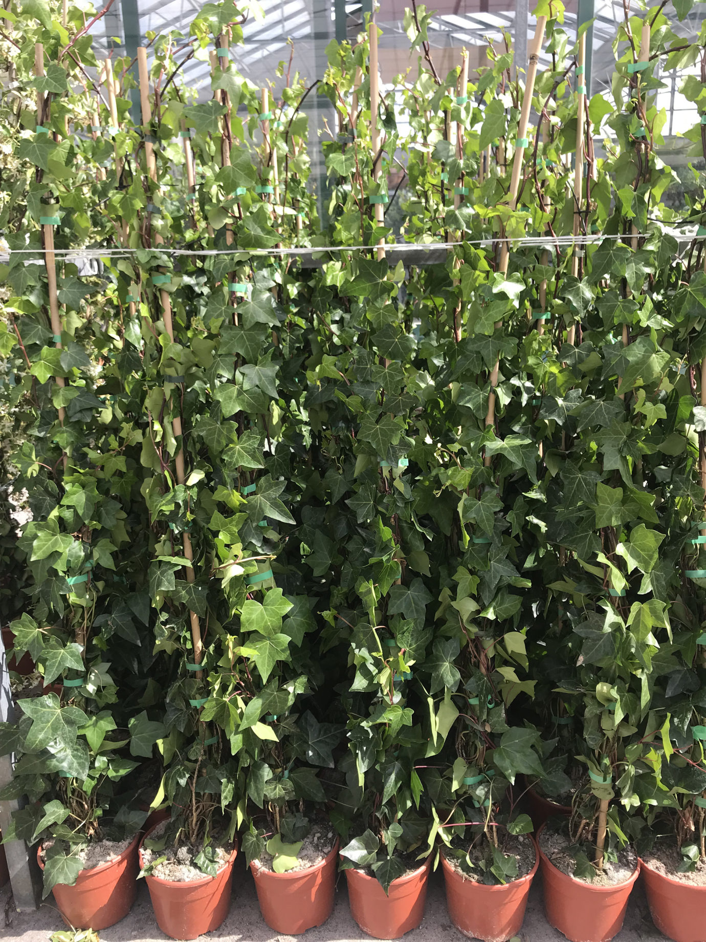 HEDERA HELIX- HIEDRA - Viveros Peña - Centro jardinería, plantas y ...