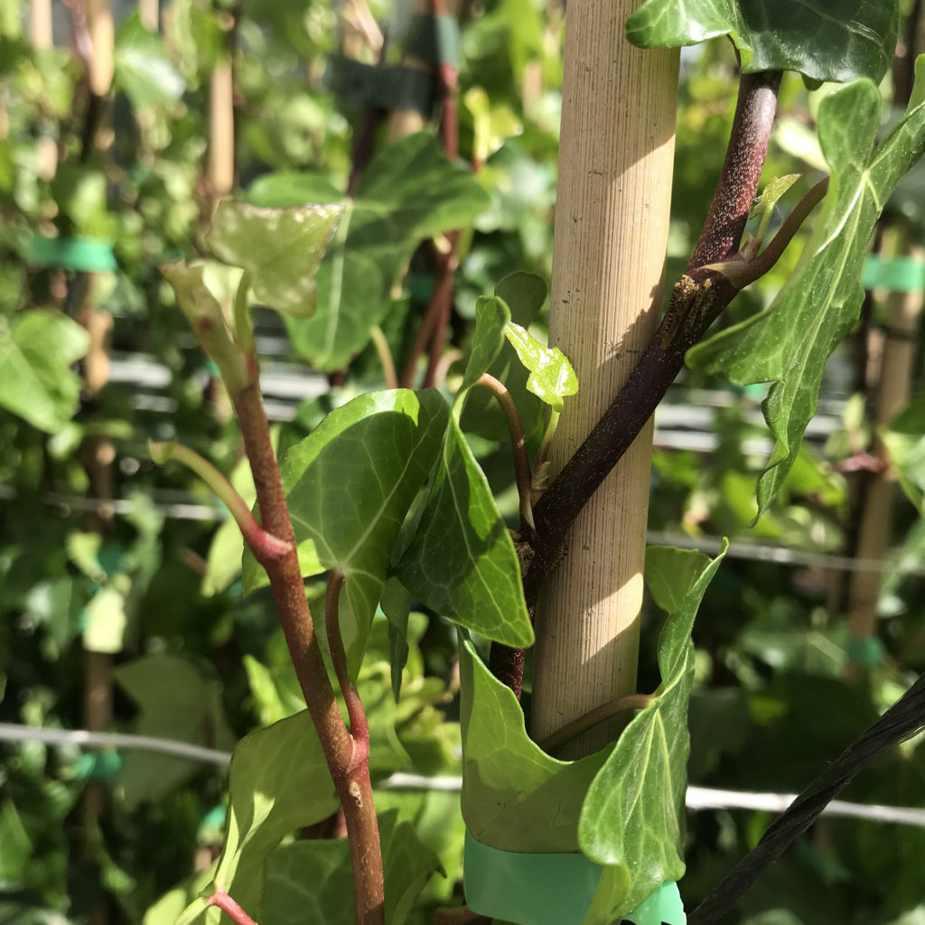 HEDERA HELIX- HIEDRA - Viveros Peña - Centro jardinería, plantas y ...