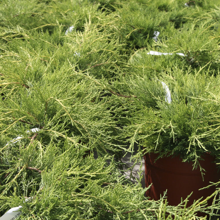 JUNIPERUS X MEDIA "OLD GOLD" - Viveros Peña - Centro jardinería ...