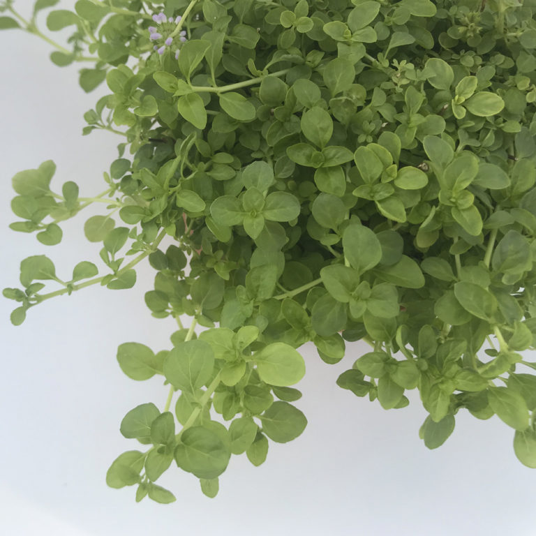 MENTHA PULEGIUM, poleo o menta poleo