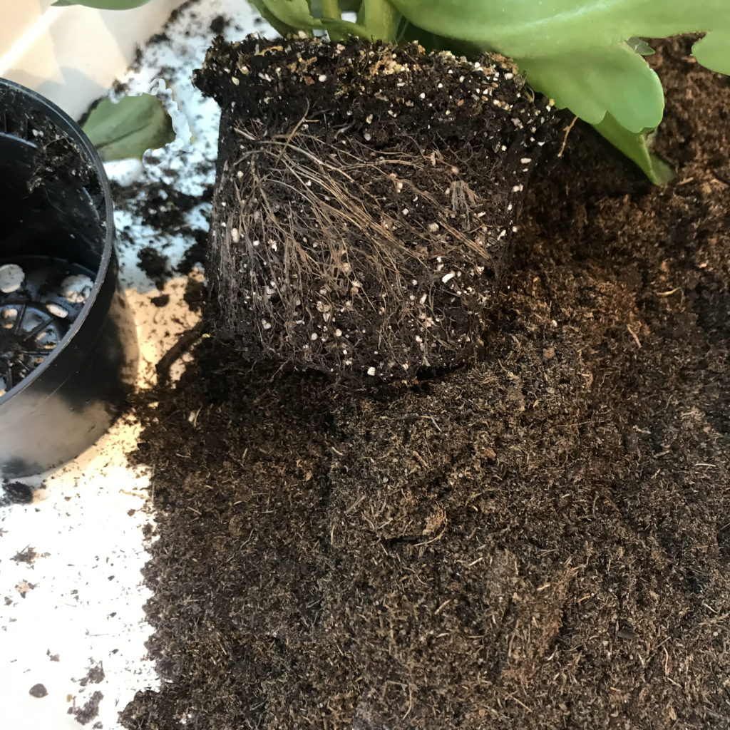 LA IMPORTANCIA DE UN BUEN SUSTRATO Viveros Peña