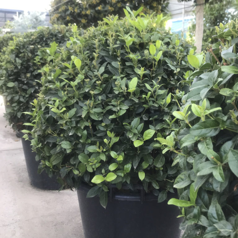 VIBURNUM TINUS- DURILLO (BOLA) - Viveros Peña. Tu centro de jardinería