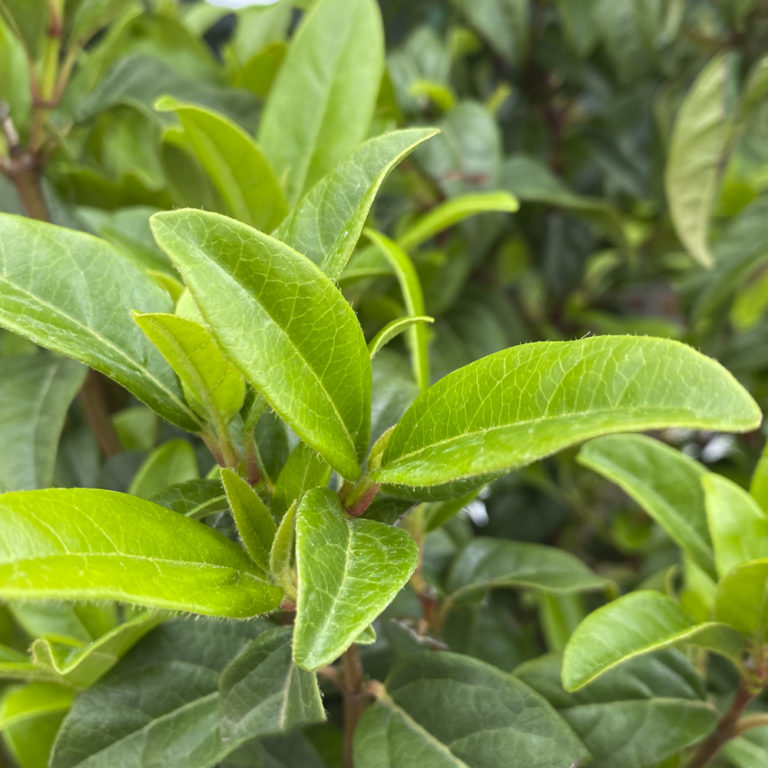 VIBURNUM TINUS- DURILLO - Viveros Peña. Tu centro de jardinería