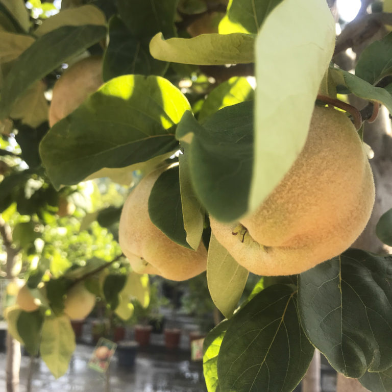 CYDONIA OBLONGA, MEMBRILLERO - Viveros Peña - frutales