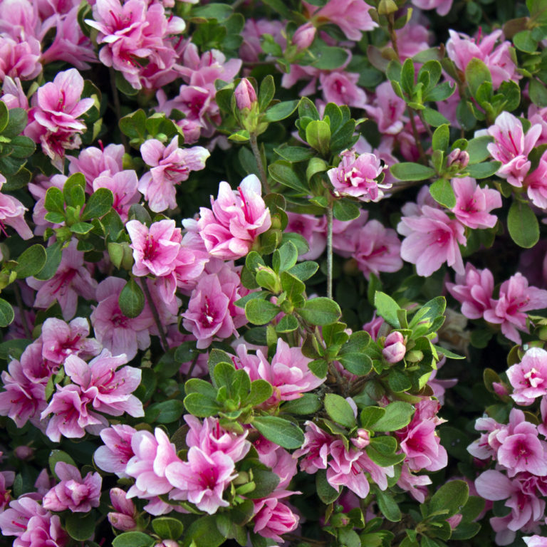 RHODODENDRON JAPONICUM KIRIN - Azalea japónica kirin - Viveros Peña ...