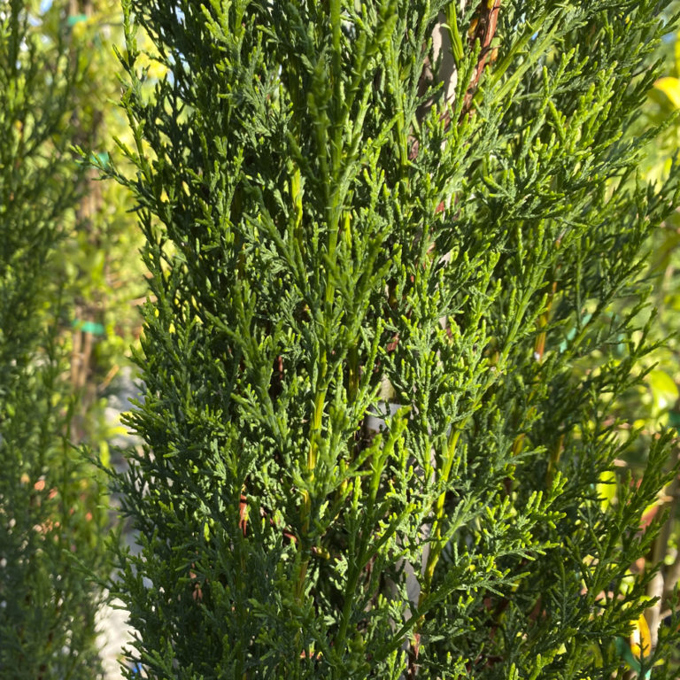 CUPRESSUS SEMPERVIRENS, CIPRÉS COMÚN Viveros Peña