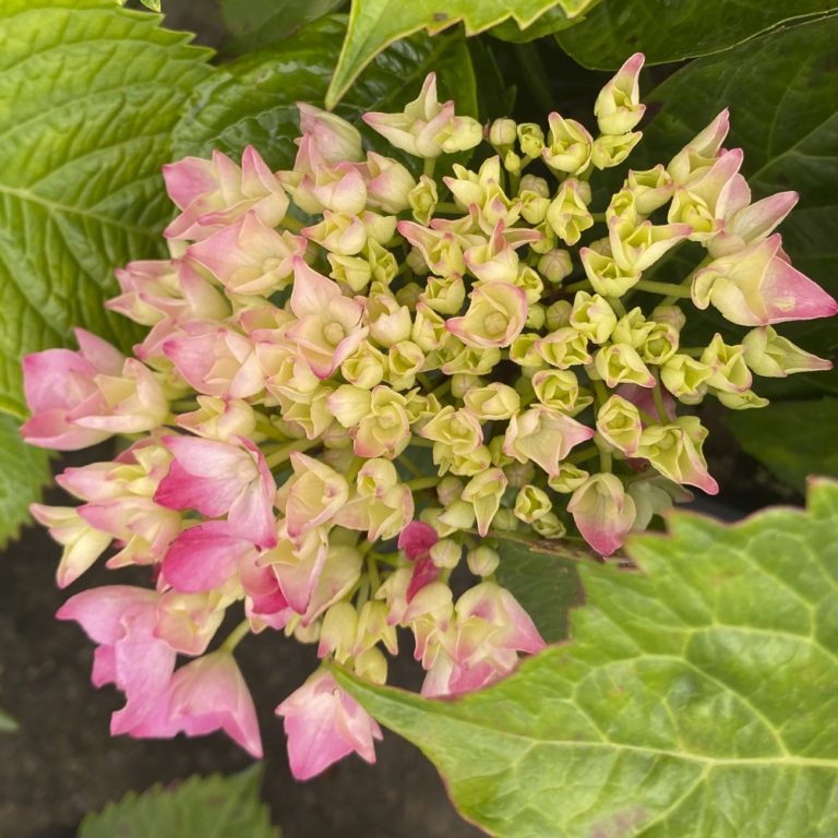 HYDRANGEA MACROPHYLLA "KING GEORGE"- HORTENSIA - Viveros Peña, Madrid
