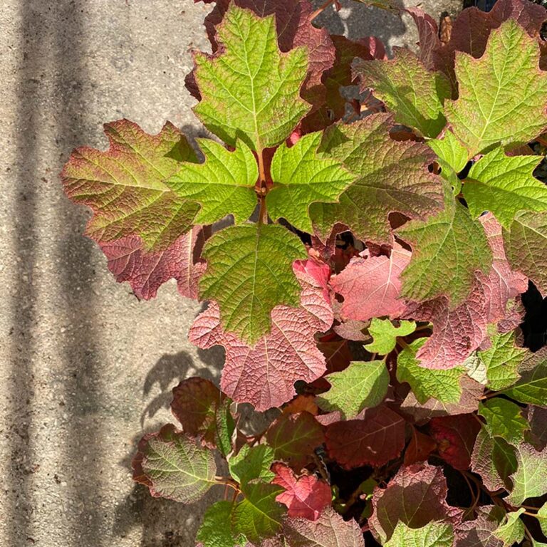 HYDRANGEA QUERCIFOLIA "ICE CRYSTAL"- HORTENSIA - Viveros Peña, Madrid