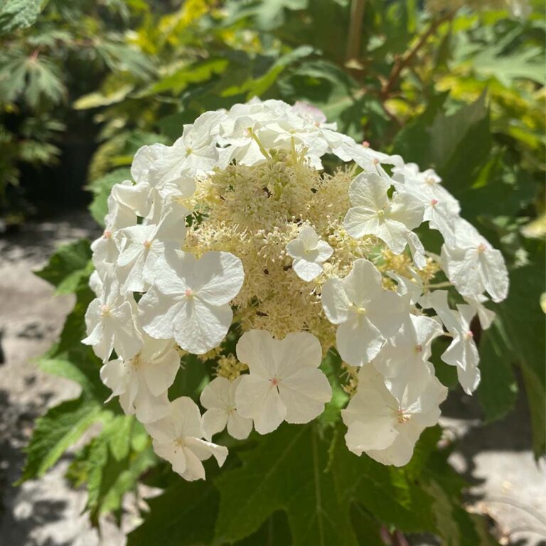 HYDRANGEA QUERCIFOLIA "ICE CRYSTAL"- HORTENSIA - Viveros Peña, Madrid